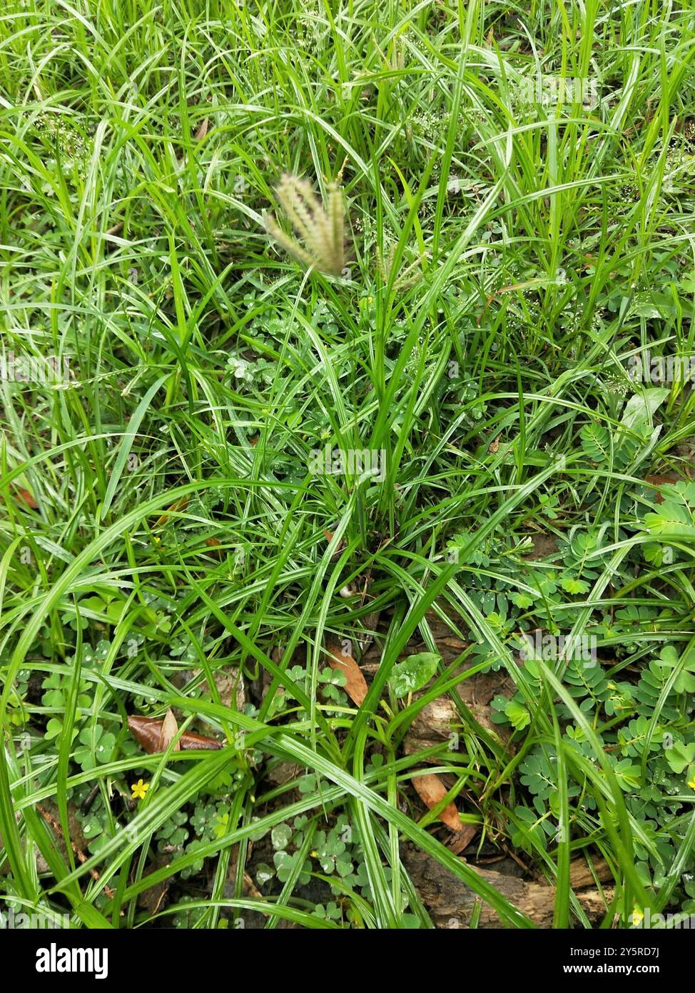 plants (Plantae) Plantae Stock Photo - Alamy