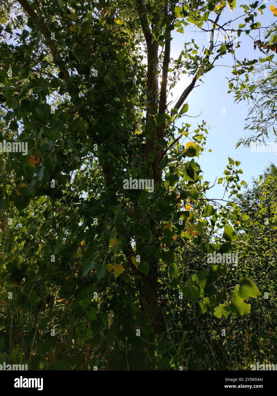 Eastern Cottonwood (Populus deltoides) Plantae Stock Photo - Alamy