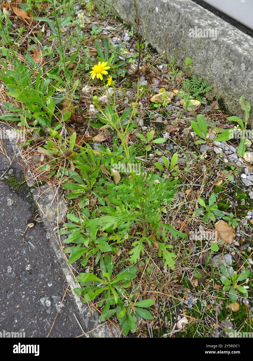 Oxford Ragwort (Senecio squalidus) Plantae Stock Photo - Alamy