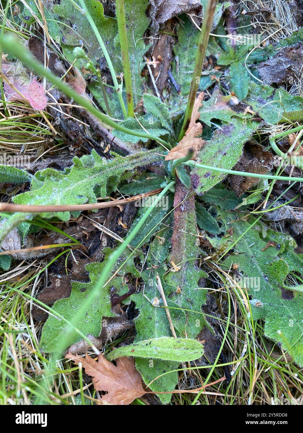 Common Cat's-ear (Hypochaeris radicata) Plantae Stock Photo - Alamy
