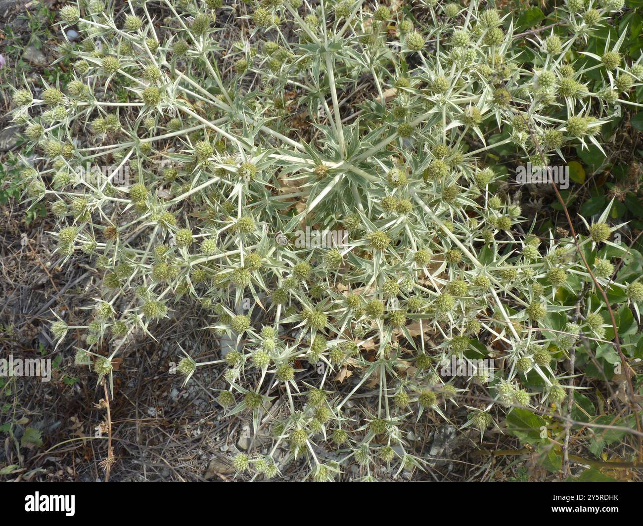 Field Eryngo (Eryngium campestre) Plantae Stock Photo - Alamy