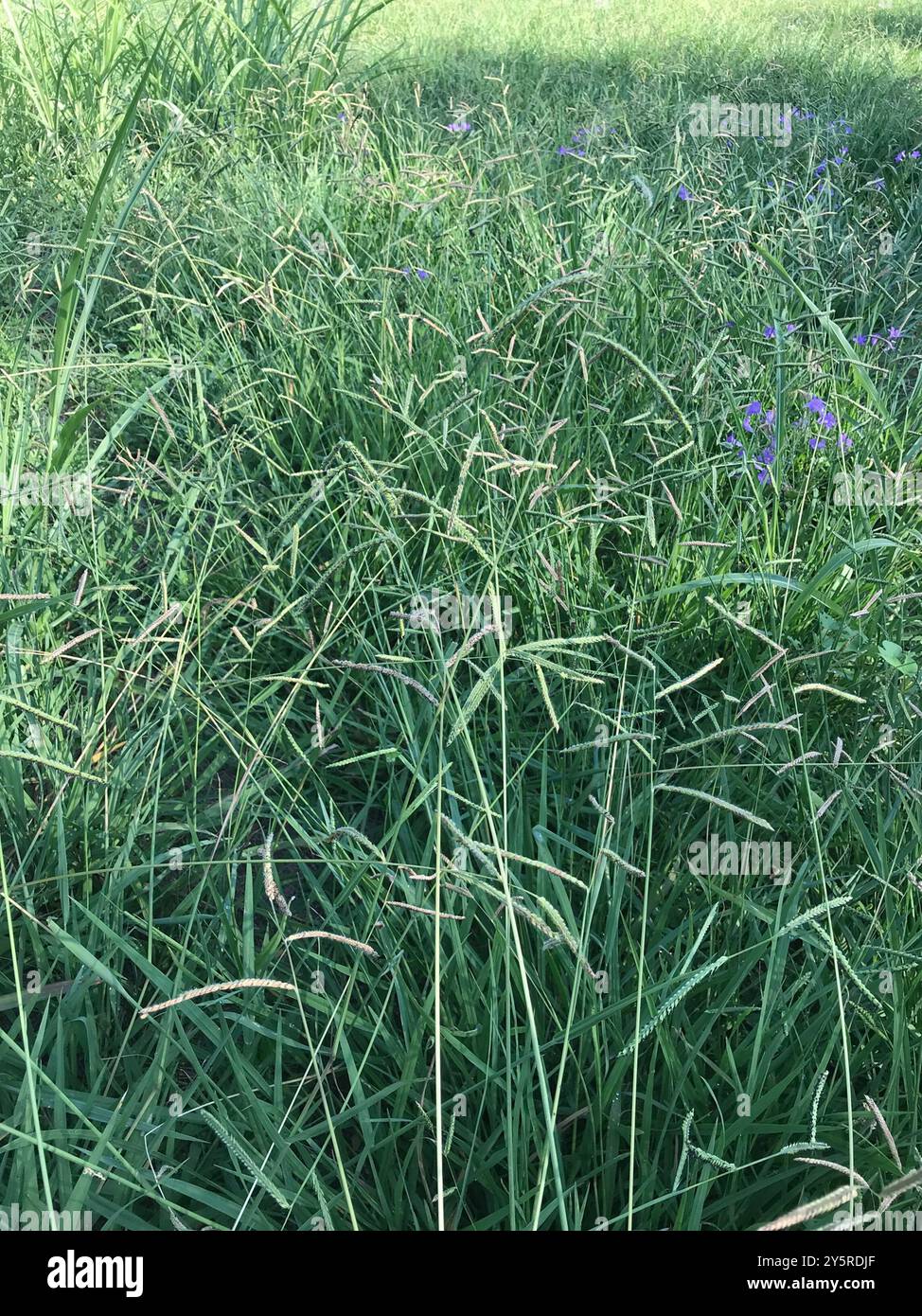 Dallis grass (Paspalum dilatatum) Plantae Stock Photo - Alamy