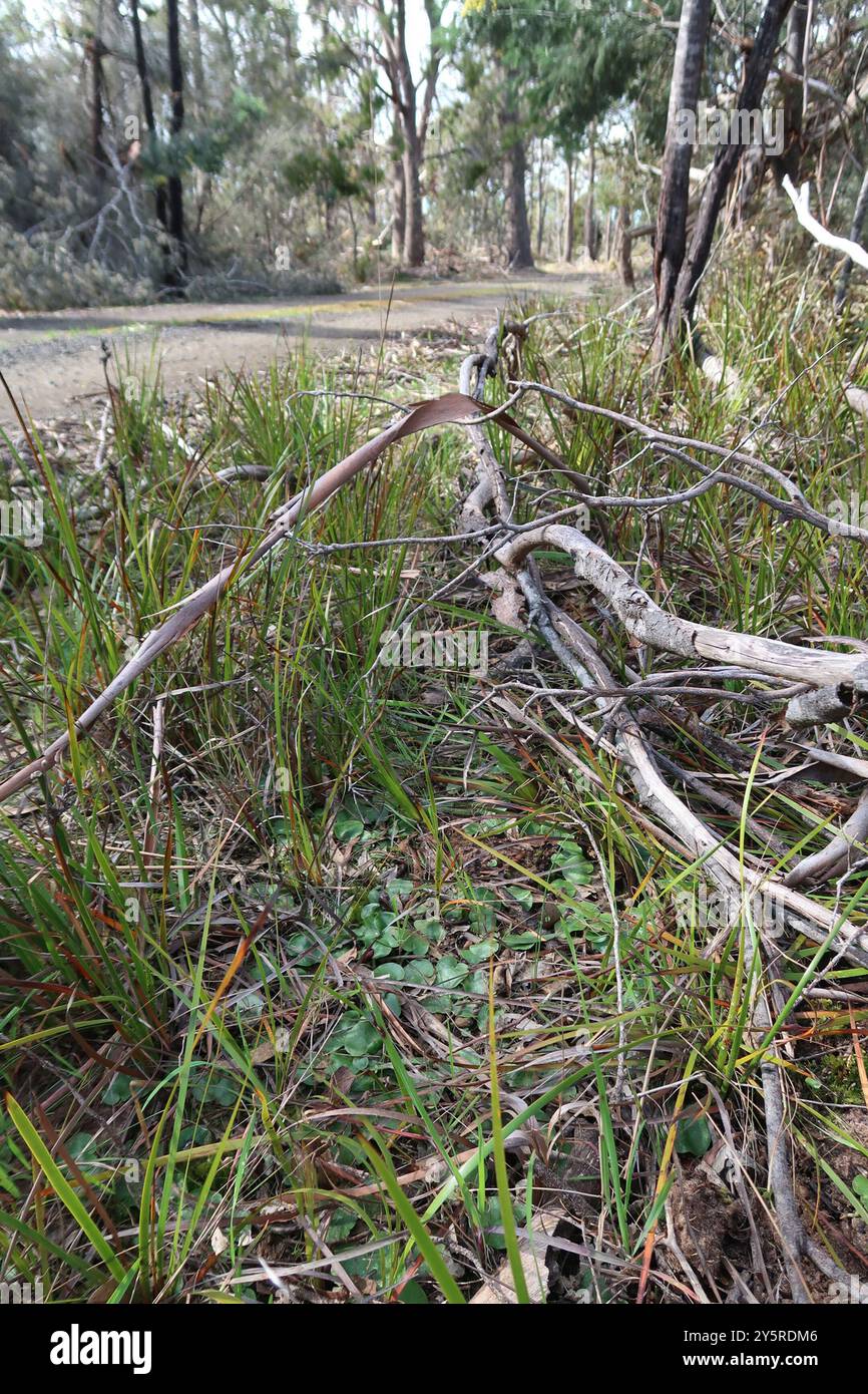 slaty helmet-orchid (Corybas incurvus) Plantae Stock Photo - Alamy