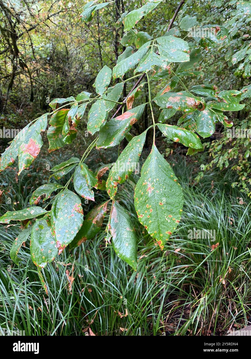 Oregon Ash (Fraxinus latifolia) Plantae Stock Photo - Alamy