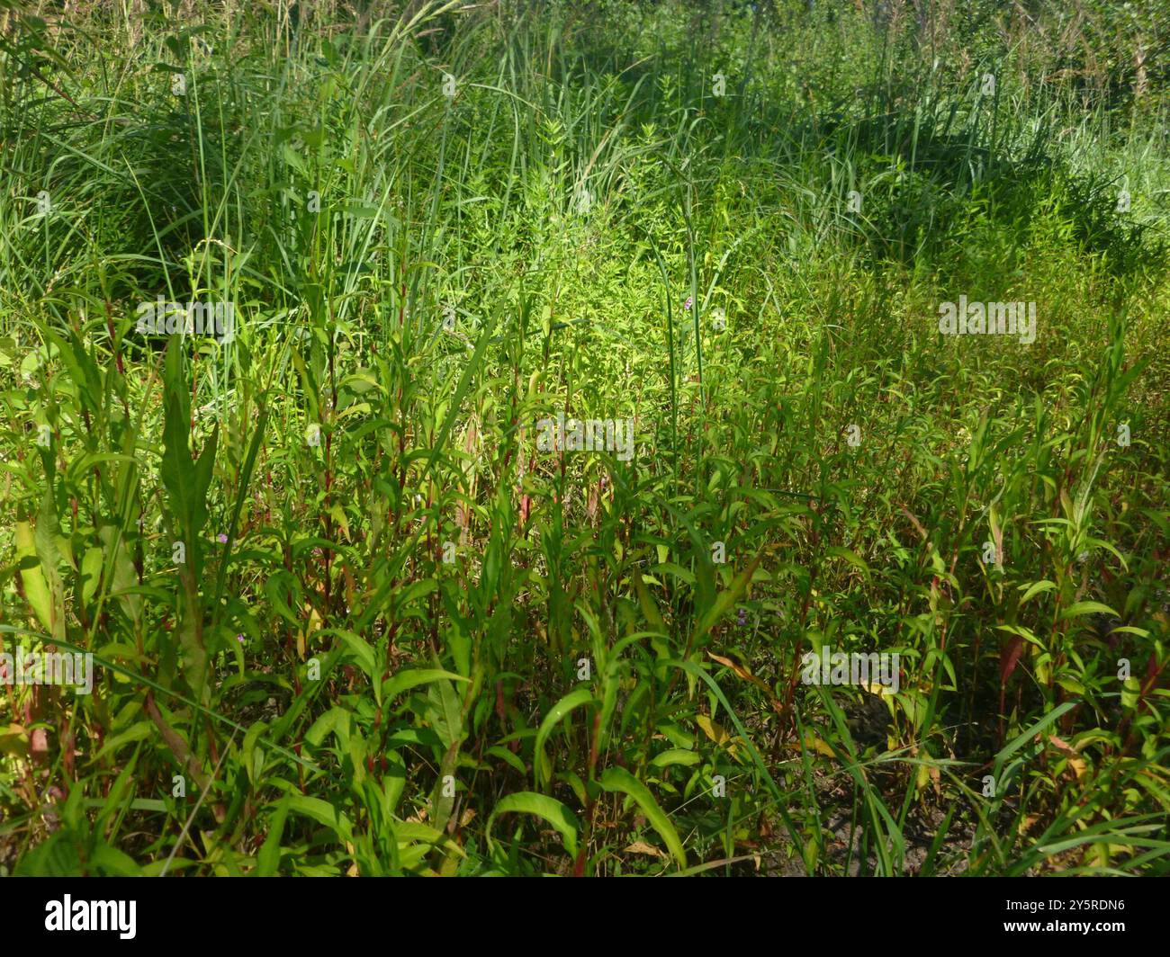 waterpepper (Persicaria hydropiper) Plantae Stock Photo - Alamy