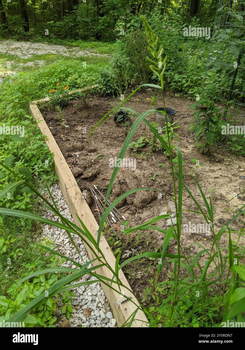 bristlegrasses, rosette grasses, barnyard grasses, and allies (Paniceae ...