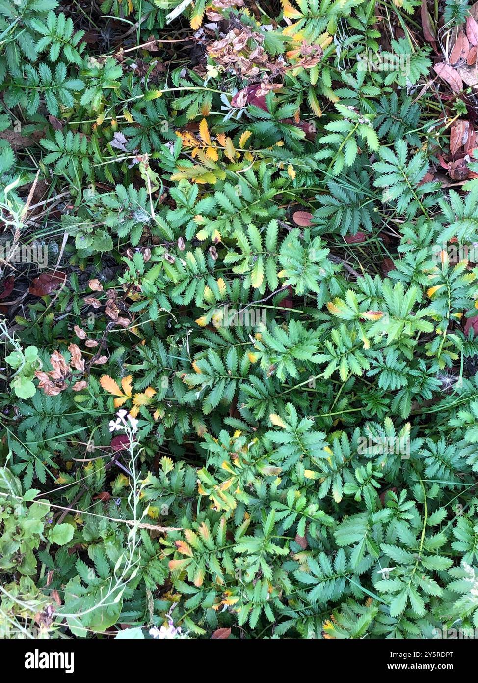 Pacific silverweed (Argentina pacifica) Plantae Stock Photo - Alamy