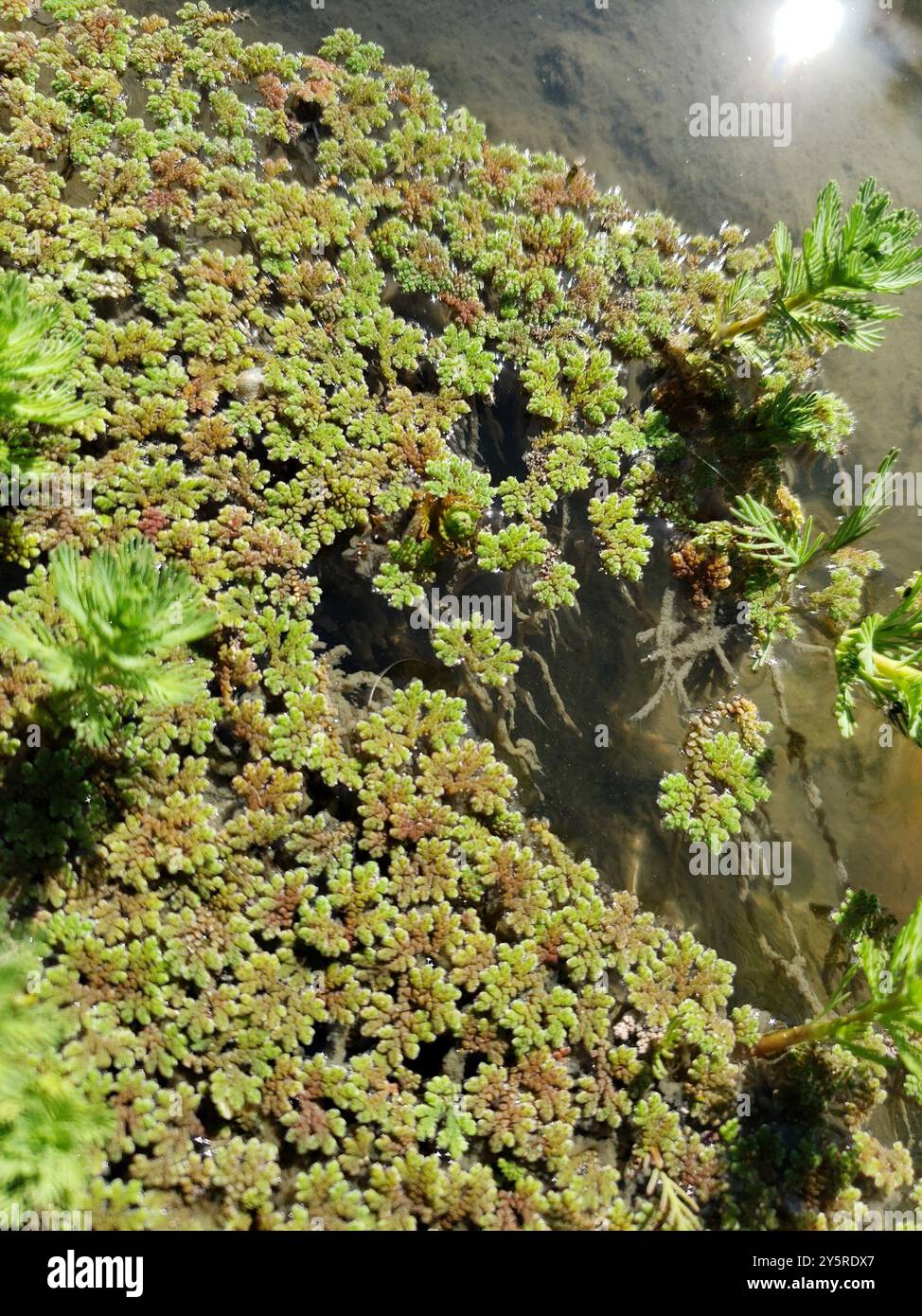 water fern (Azolla filiculoides) Plantae Stock Photo - Alamy