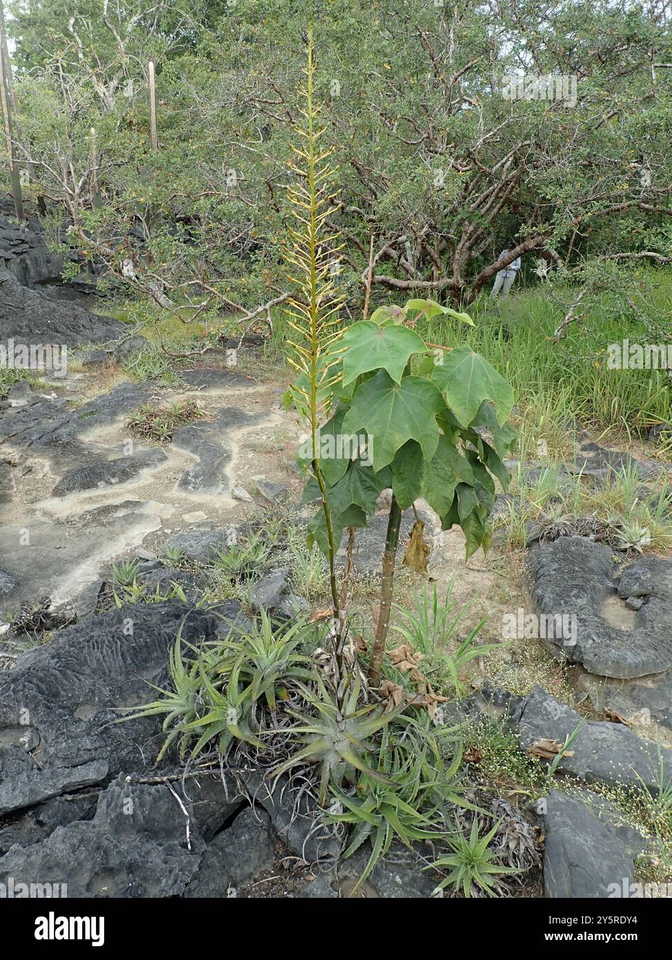 papaya family (Caricaceae) Plantae Stock Photo - Alamy
