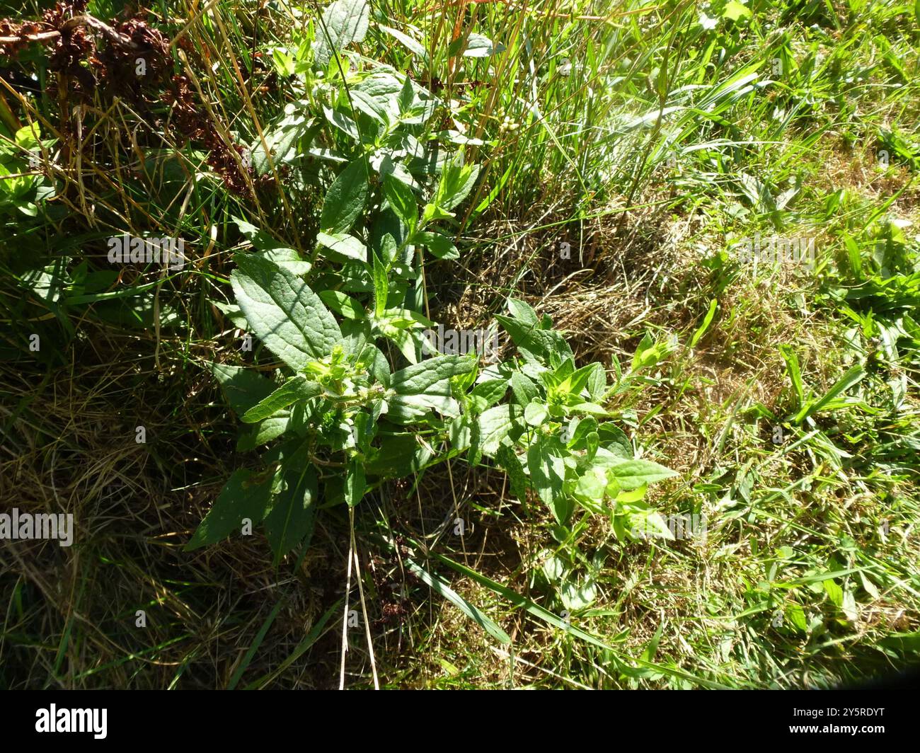 stoneseeds, puccoons, and gromwells (Lithospermum) Plantae Stock Photo ...