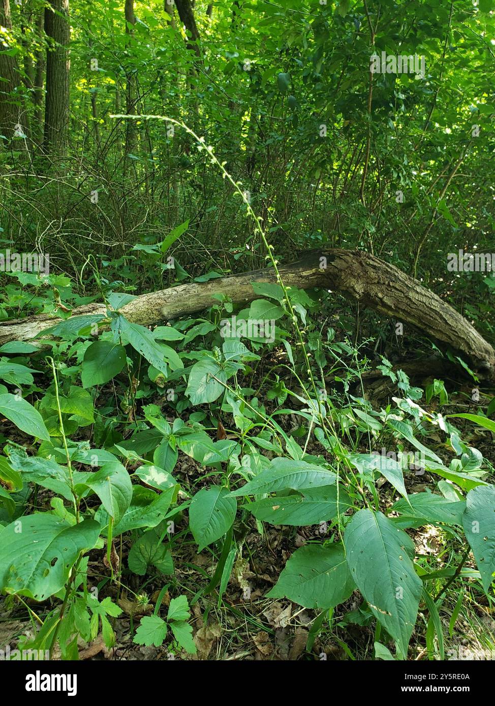 American jumpseed (Persicaria virginiana) Plantae Stock Photo - Alamy