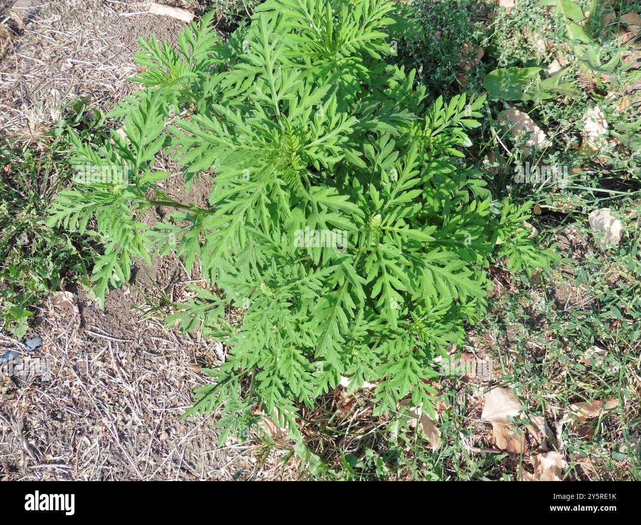 common ragweed (Ambrosia artemisiifolia) Plantae Stock Photo - Alamy