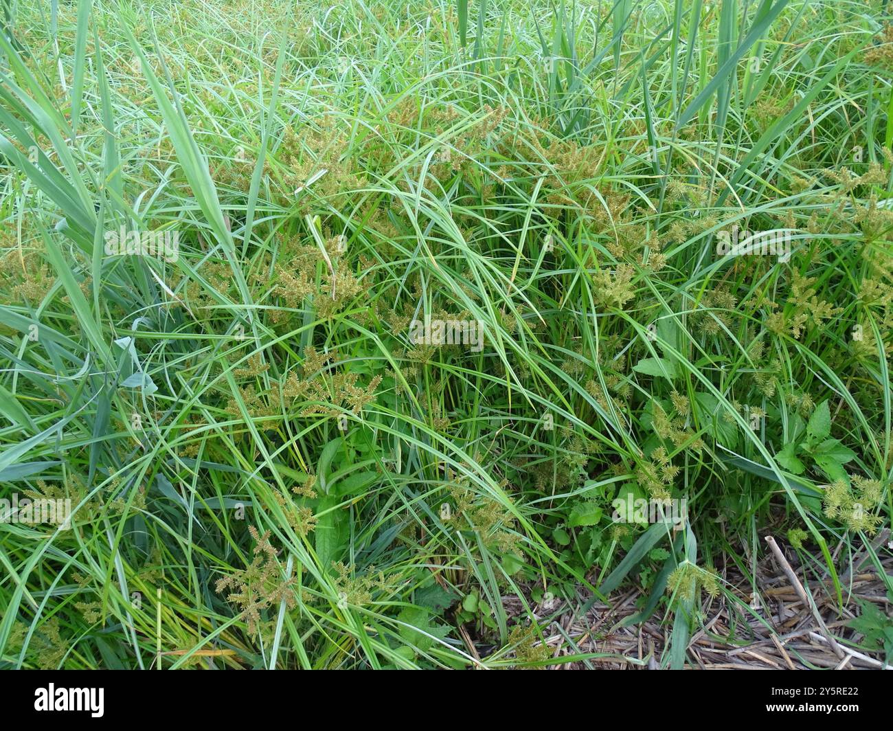 redroot flatsedge (Cyperus erythrorhizos) Plantae Stock Photo - Alamy