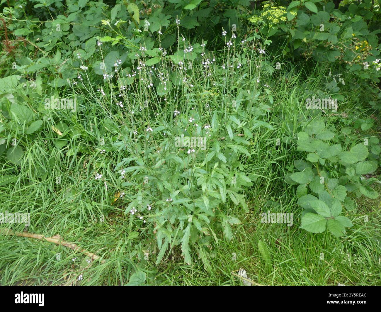 Common vervain (Verbena officinalis) Plantae Stock Photo - Alamy