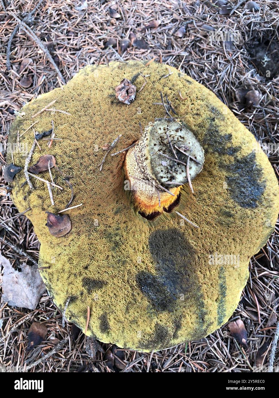 Purple-veiled Slippery Jack (Suillus luteus) Fungi Stock Photo - Alamy