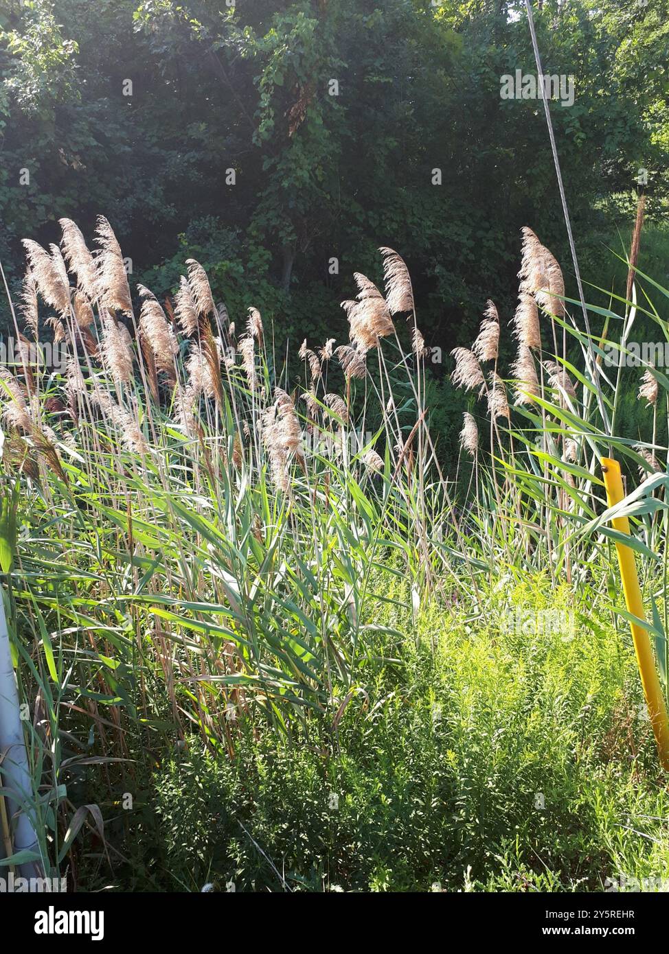common reed (Phragmites australis) Plantae Stock Photo - Alamy