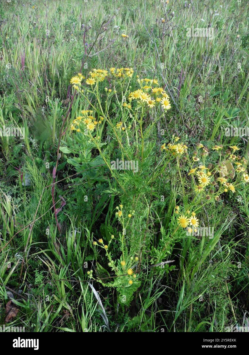 Hoary Ragwort (Jacobaea erucifolia) Plantae Stock Photo - Alamy