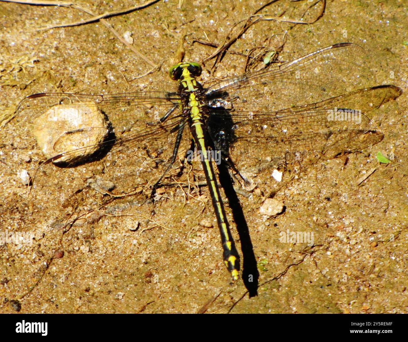 Black-shouldered Spinyleg (Dromogomphus spinosus) Insecta Stock Photo ...