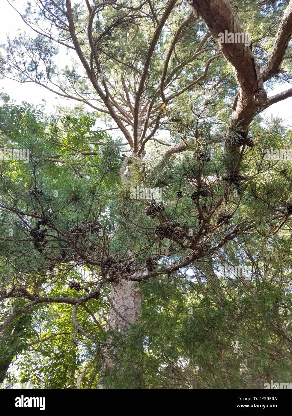 shortleaf pine (Pinus echinata) Plantae Stock Photo - Alamy