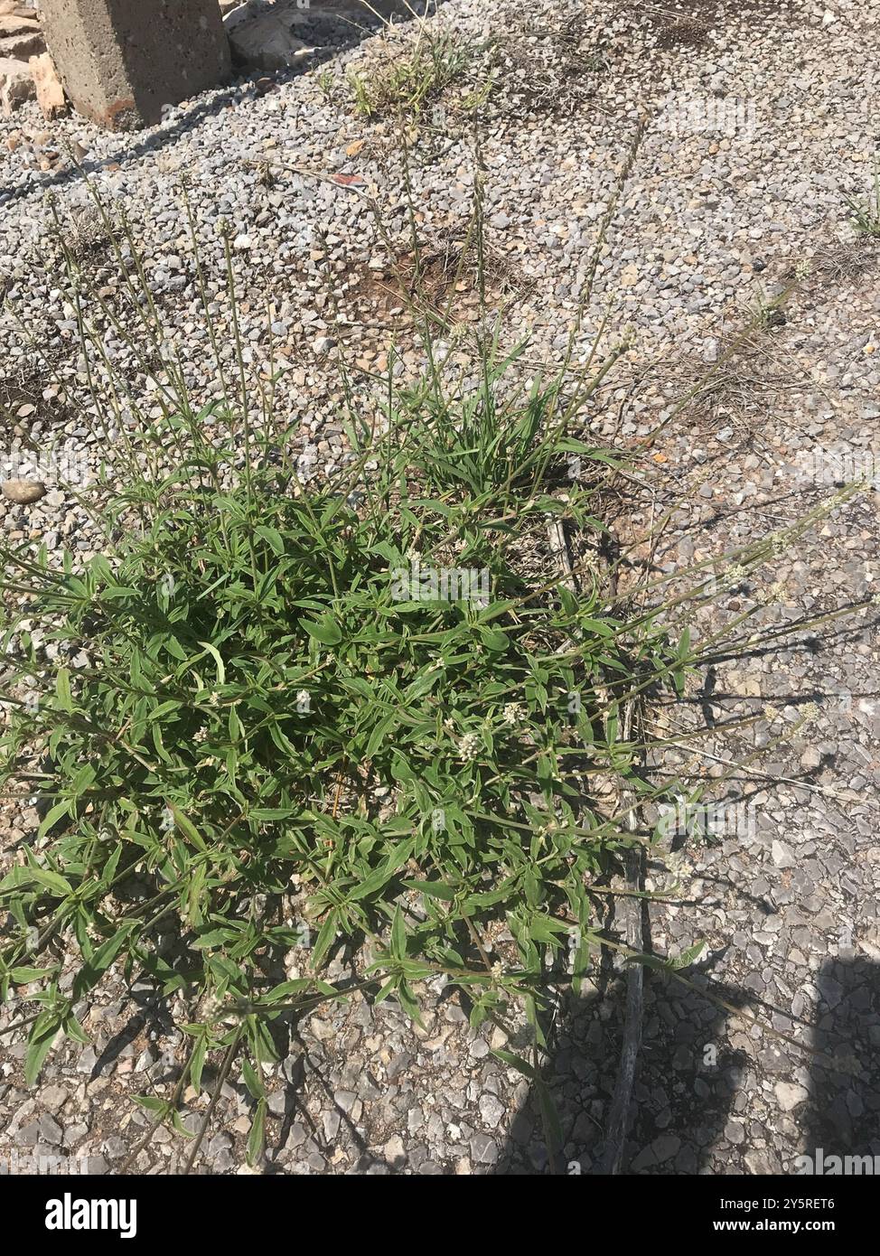 snakecotton (Froelichia) Plantae Stock Photo - Alamy