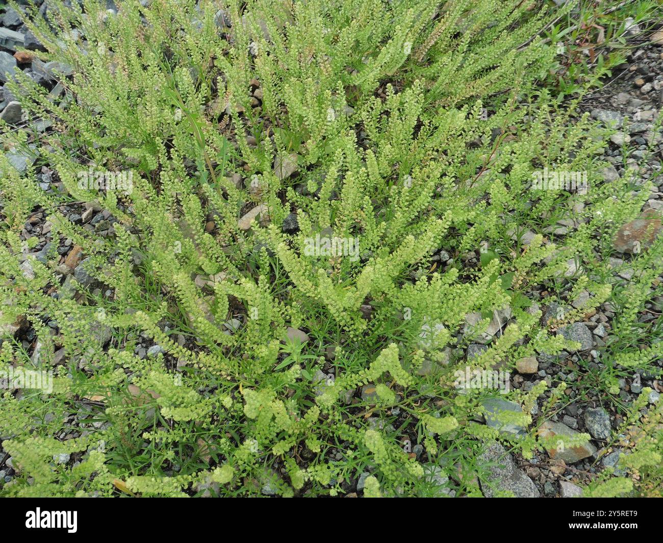 Common Peppergrass (Lepidium densiflorum) Plantae Stock Photo - Alamy