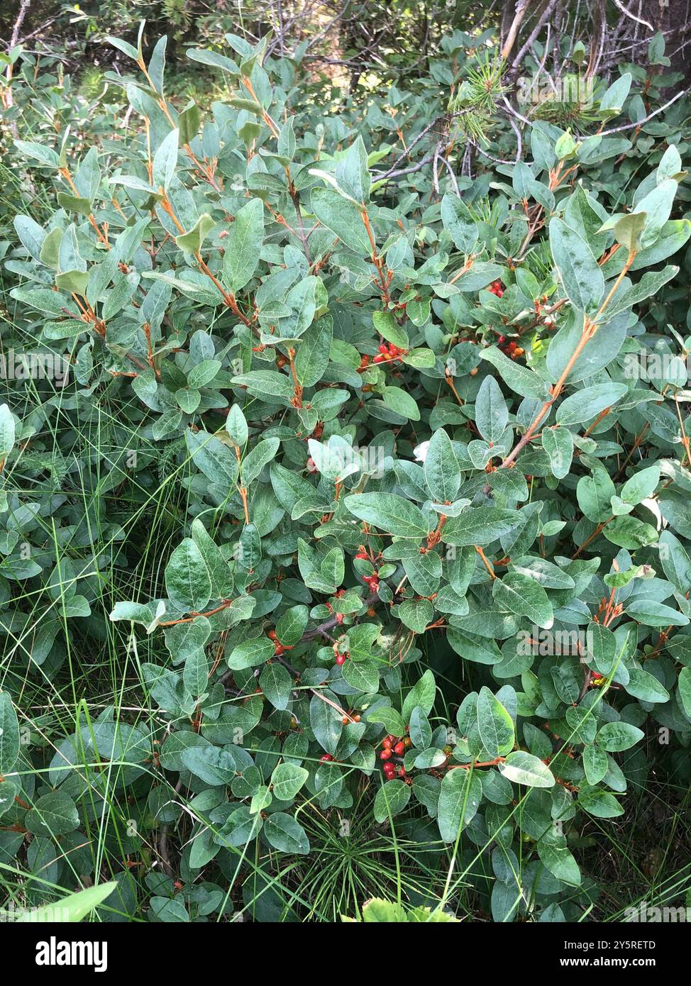 Canadian buffalo-berry (Shepherdia canadensis) Plantae Stock Photo - Alamy