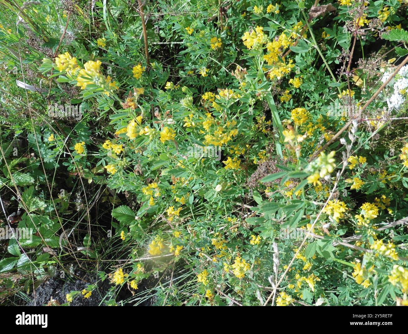 sickle alfalfa (Medicago falcata) Plantae Stock Photo - Alamy
