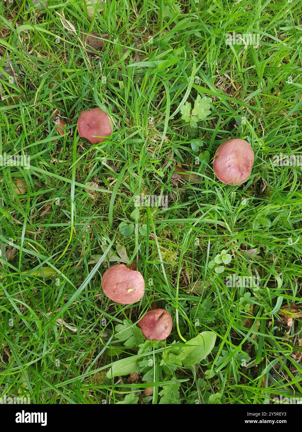 Ruby Bolete (Hortiboletus rubellus) Fungi Stock Photo - Alamy