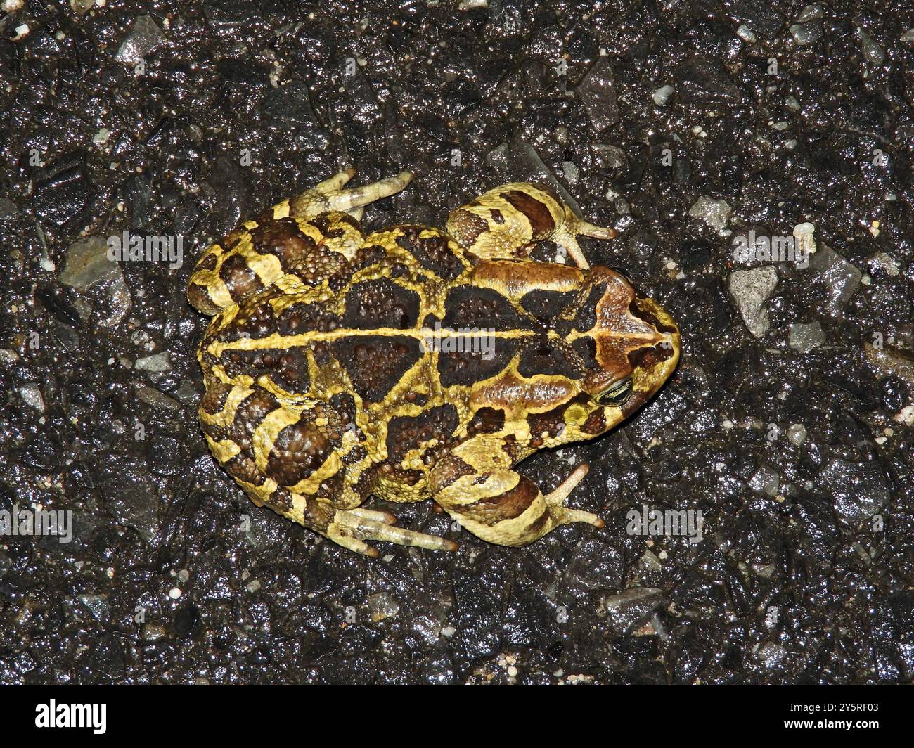 Western Leopard Toad (Sclerophrys pantherina) Amphibia Stock Photo - Alamy