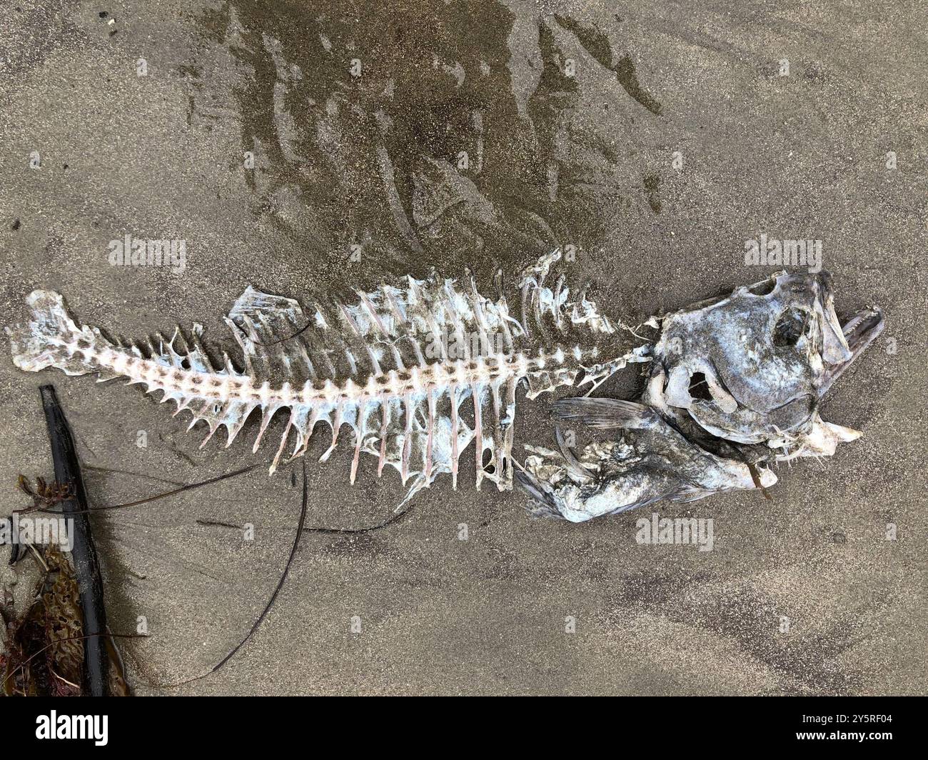 California Halibut (Paralichthys californicus) Actinopterygii Stock ...