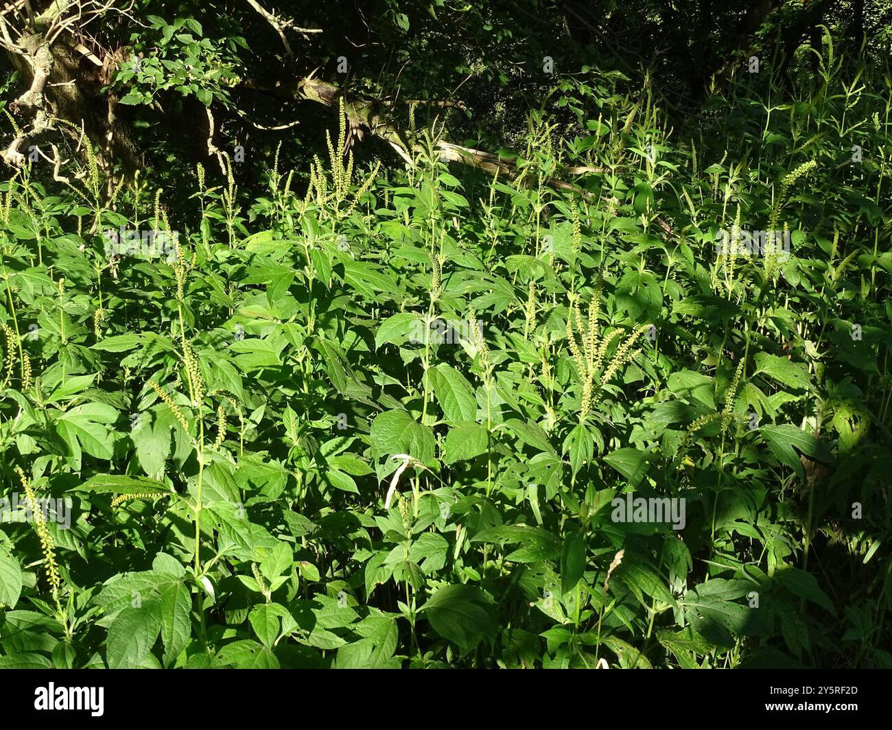 giant ragweed (Ambrosia trifida) Plantae Stock Photo - Alamy
