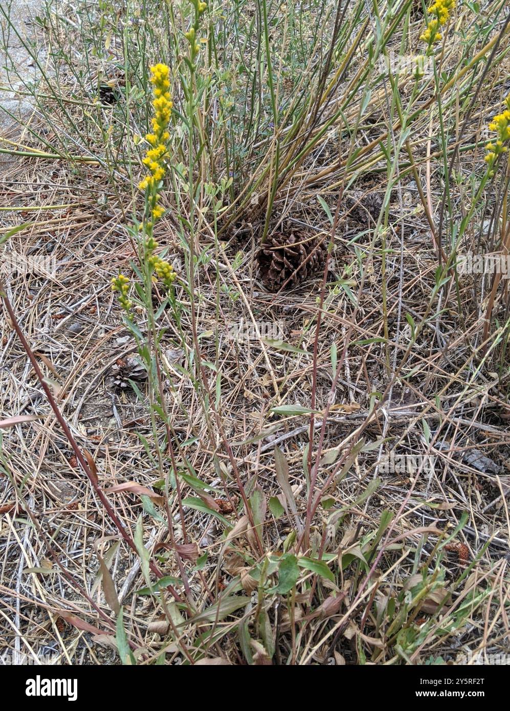 Sticky Goldenrod (Solidago simplex) Plantae Stock Photo - Alamy