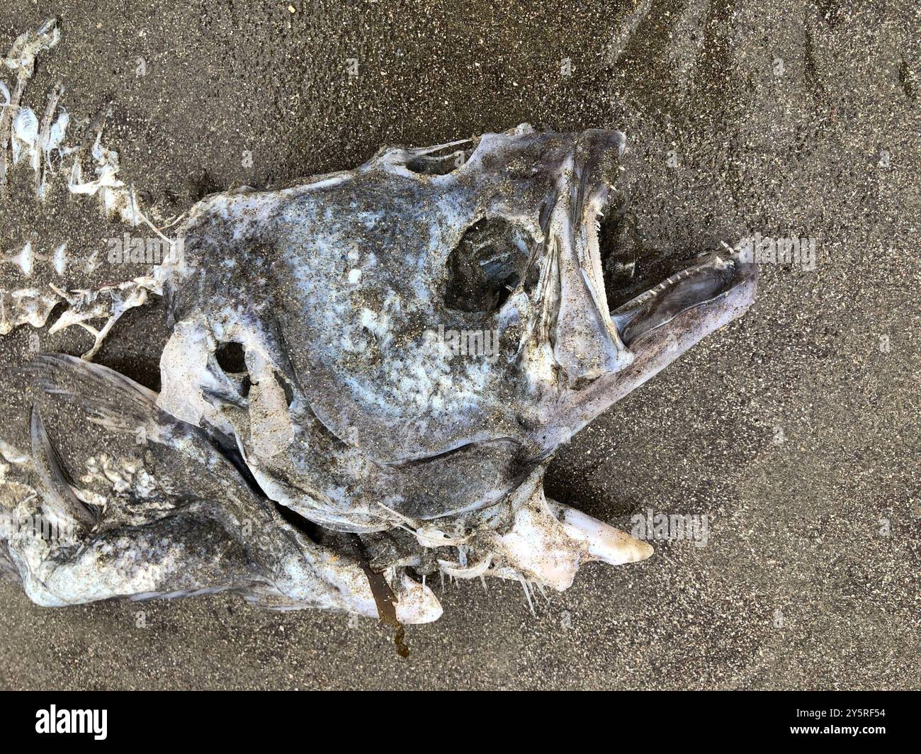 California Halibut (Paralichthys californicus) Actinopterygii Stock ...