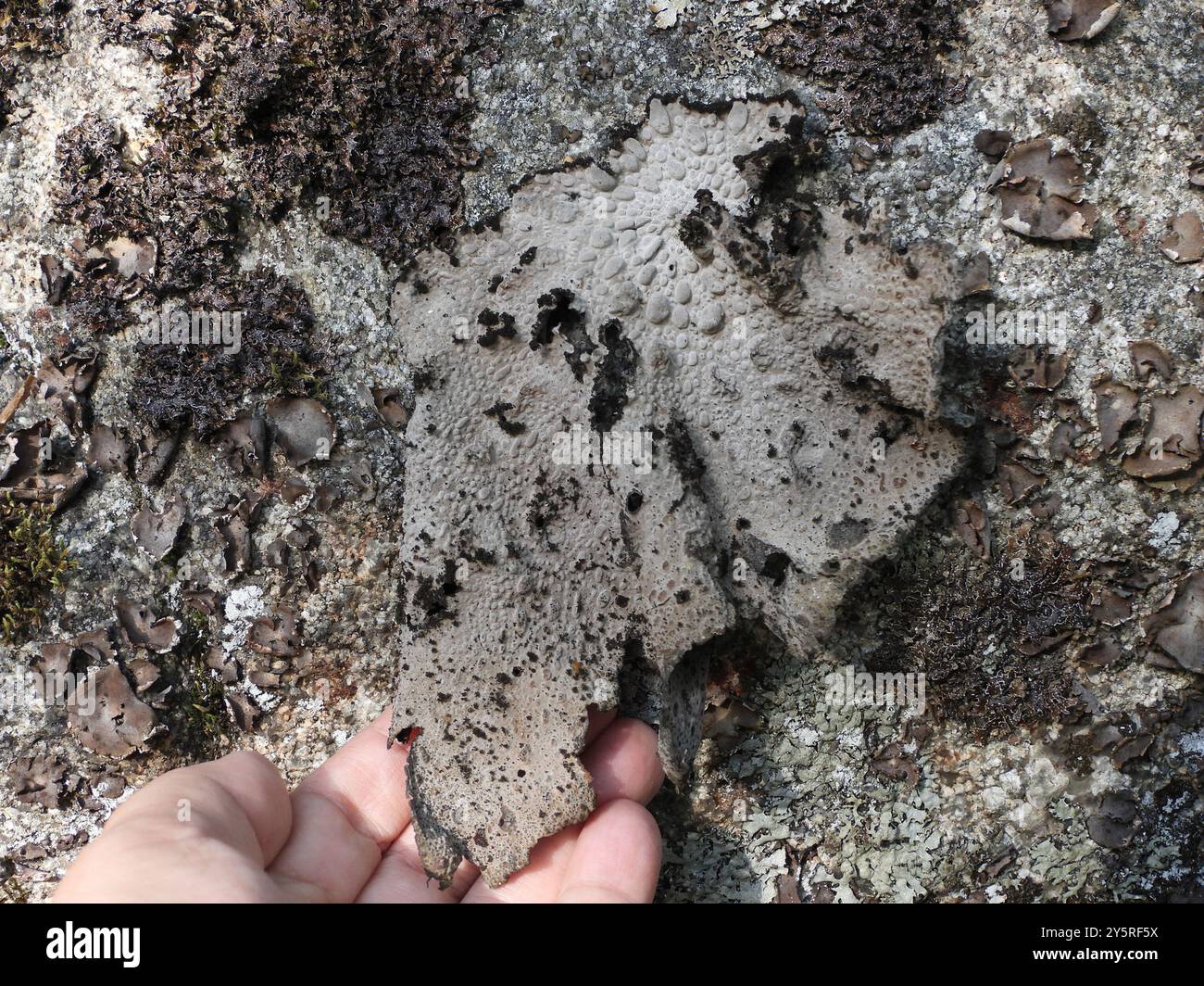 (Lasallia pustulata) Fungi Stock Photo - Alamy