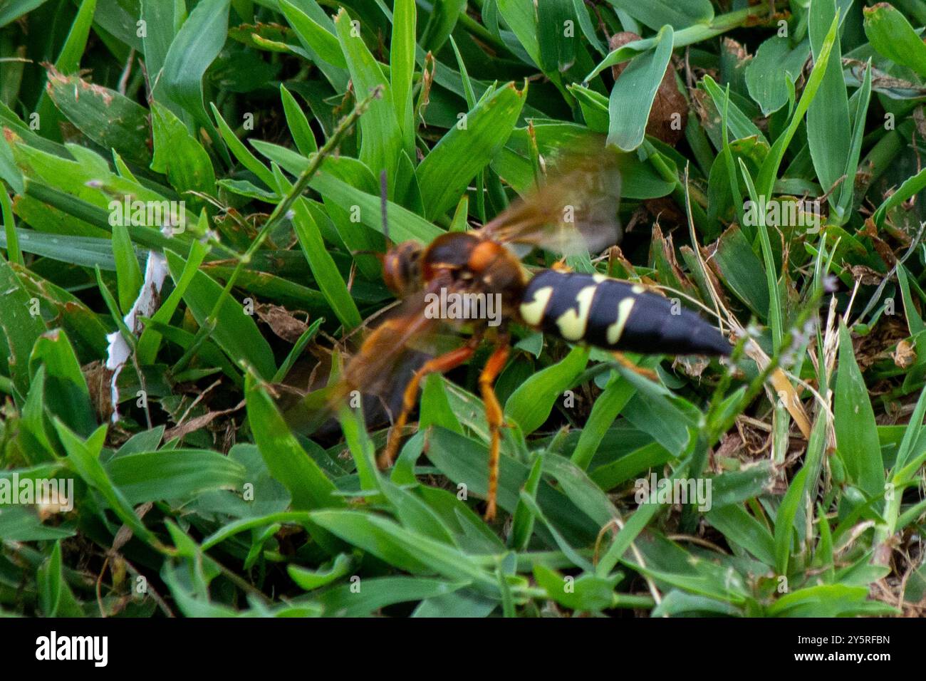 Eastern Cicada-killer Wasp (Sphecius speciosus) Insecta Stock Photo - Alamy