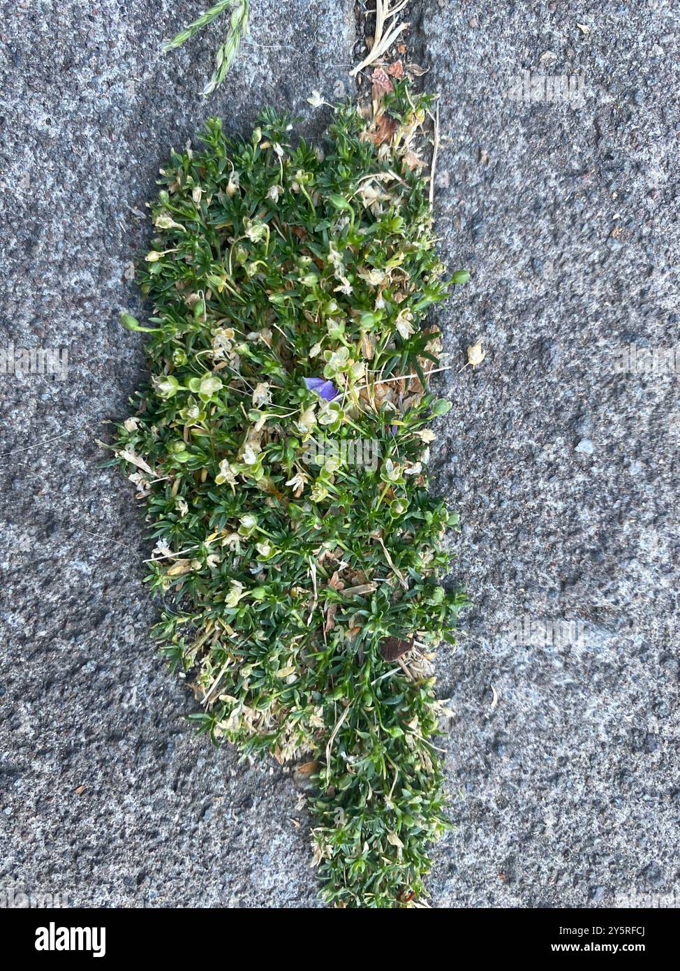 Procumbent Pearlwort (Sagina procumbens) Plantae Stock Photo - Alamy