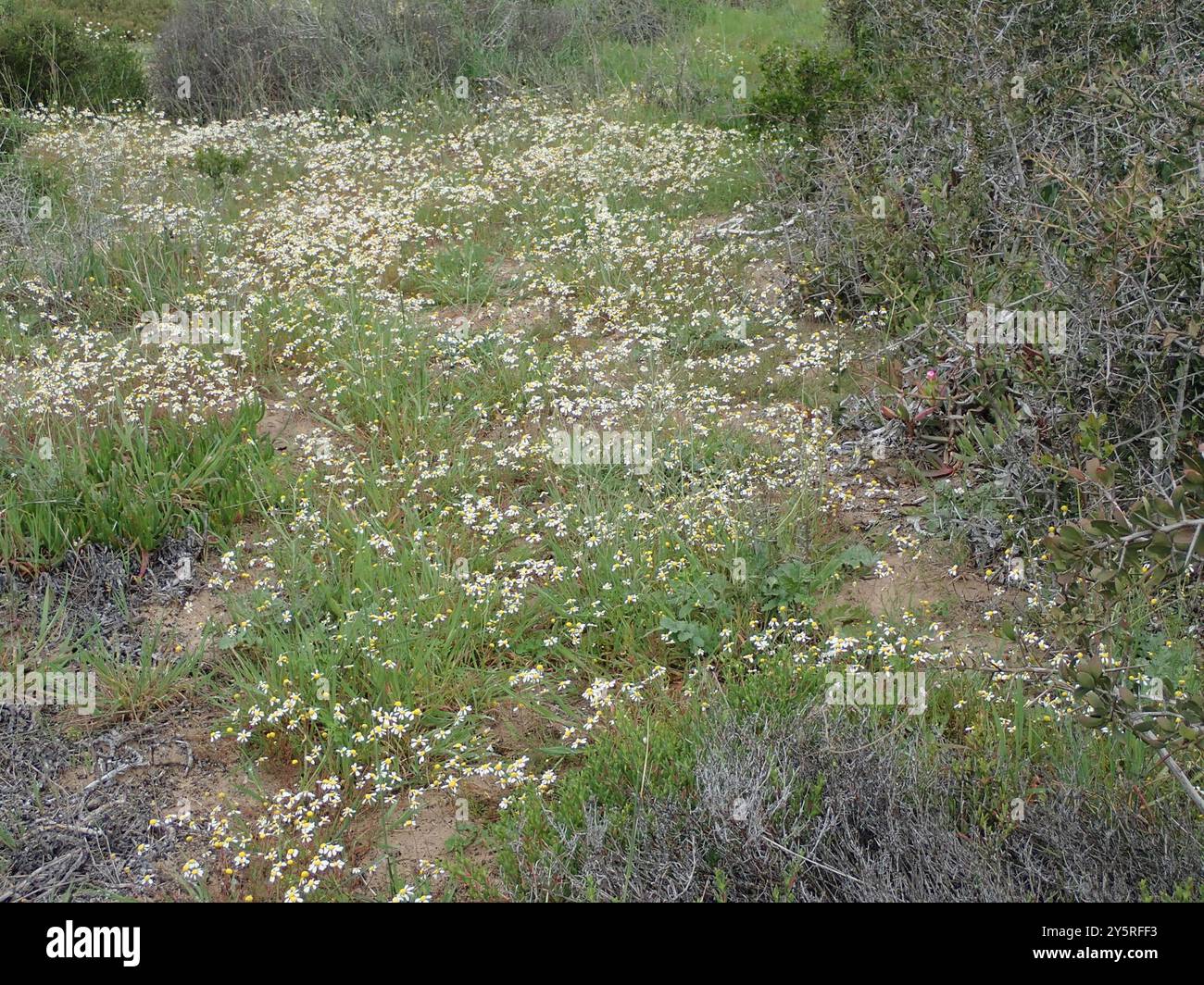 Salt Stinkweed (Oncosiphon africanus) Plantae Stock Photo - Alamy