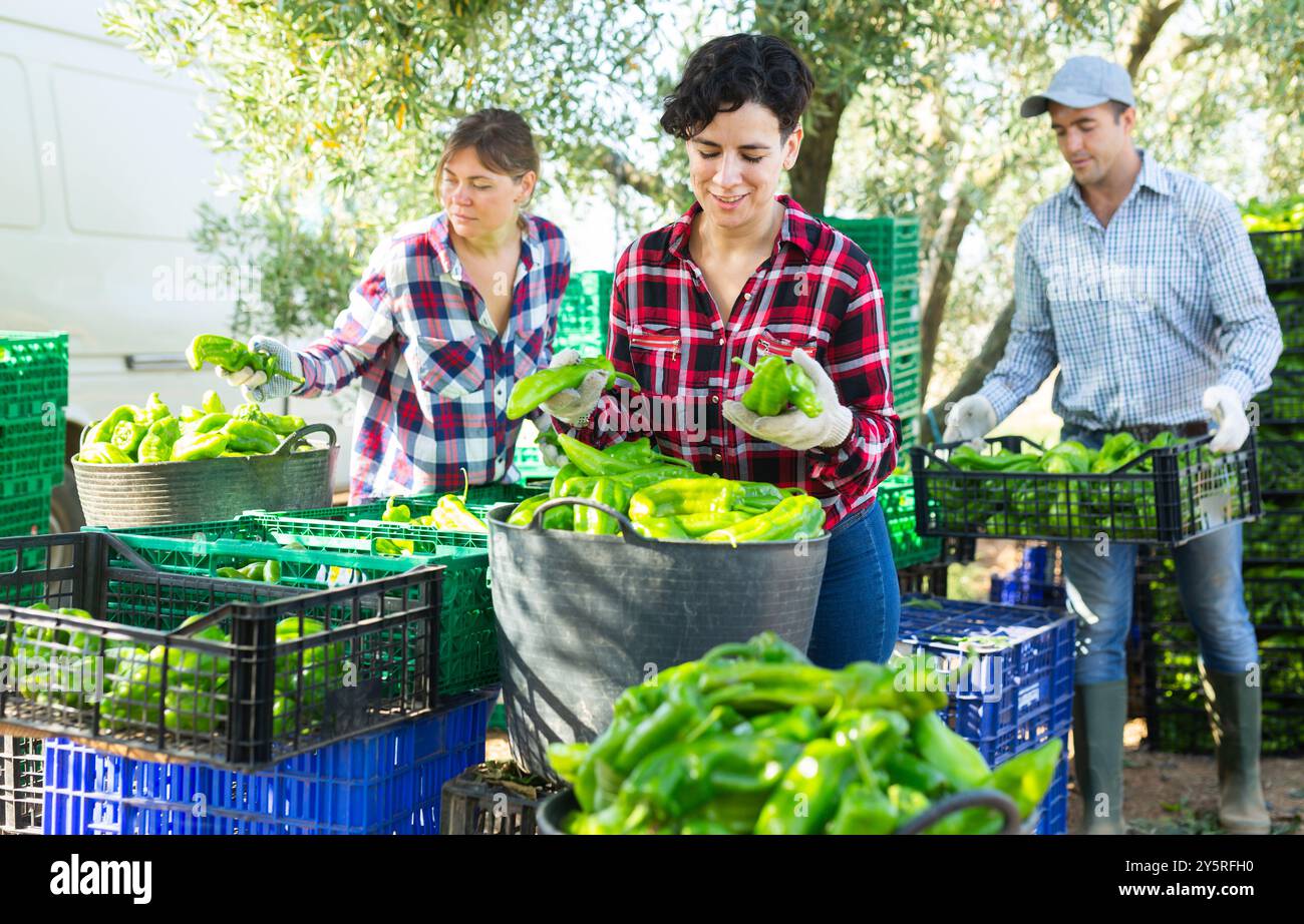 Positive farmers sorting and stacking green pepper Stock Photo - Alamy
