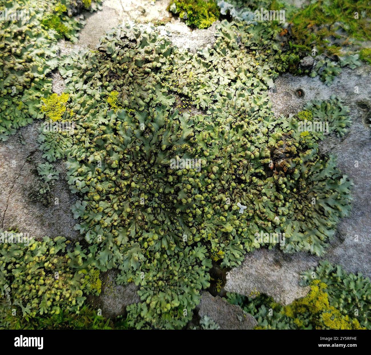Pom-pom Shadow Lichen (Phaeophyscia pusilloides) Fungi Stock Photo - Alamy
