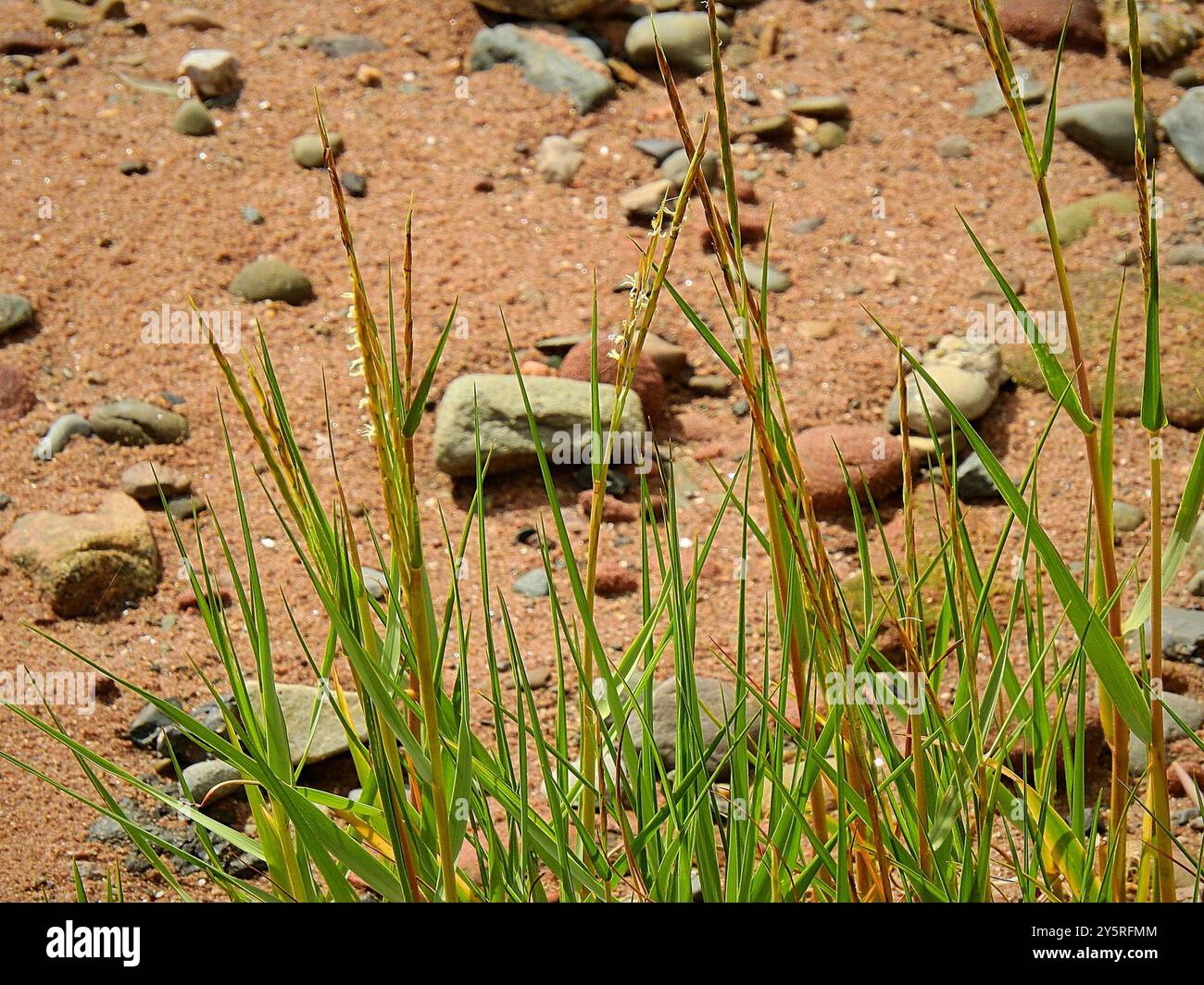 common cordgrass (Sporobolus anglicus) Plantae Stock Photo - Alamy