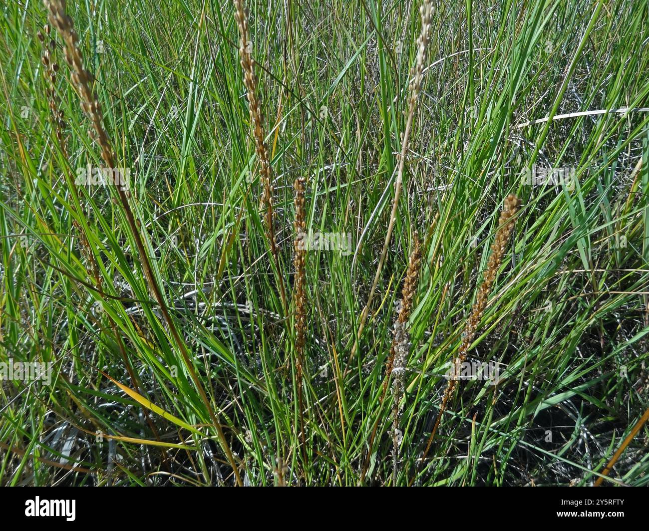 common arrowgrass (Triglochin maritima) Plantae Stock Photo - Alamy