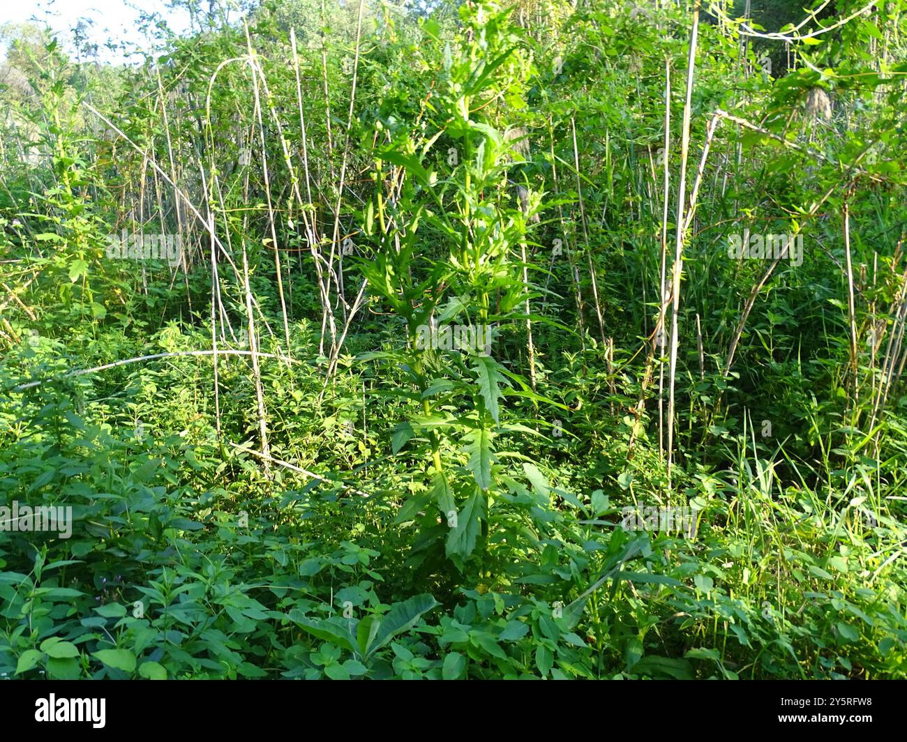 American burnweed (Erechtites hieraciifolius) Plantae Stock Photo - Alamy