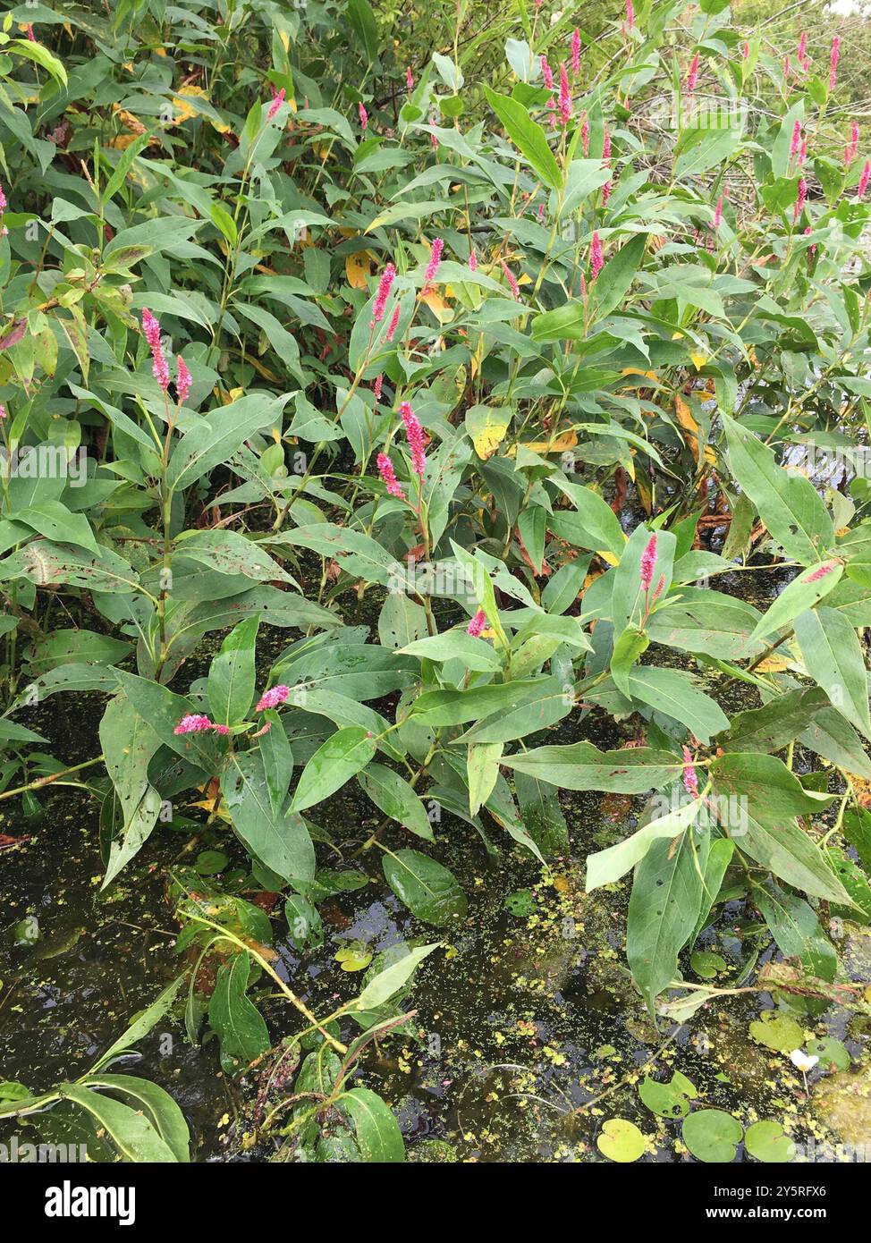 longroot smartweed (Persicaria amphibia emersa) Plantae Stock Photo - Alamy