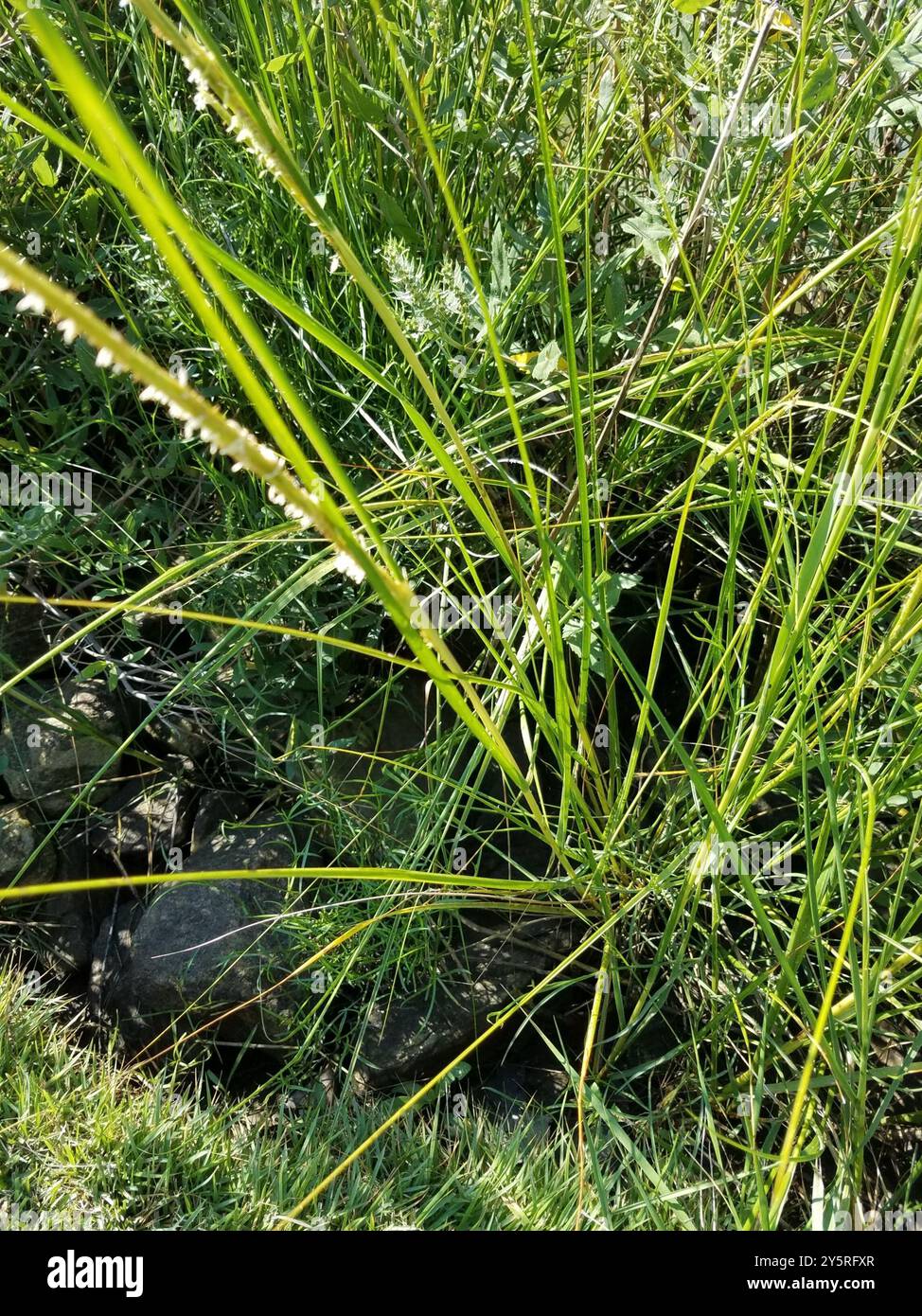 Saltmarsh Cordgrass (Sporobolus alterniflorus) Plantae Stock Photo - Alamy