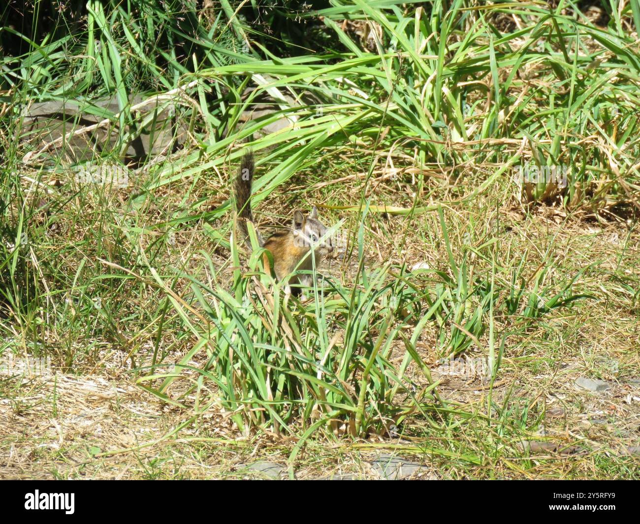 Western Chipmunks (Neotamias) Mammalia Stock Photo - Alamy