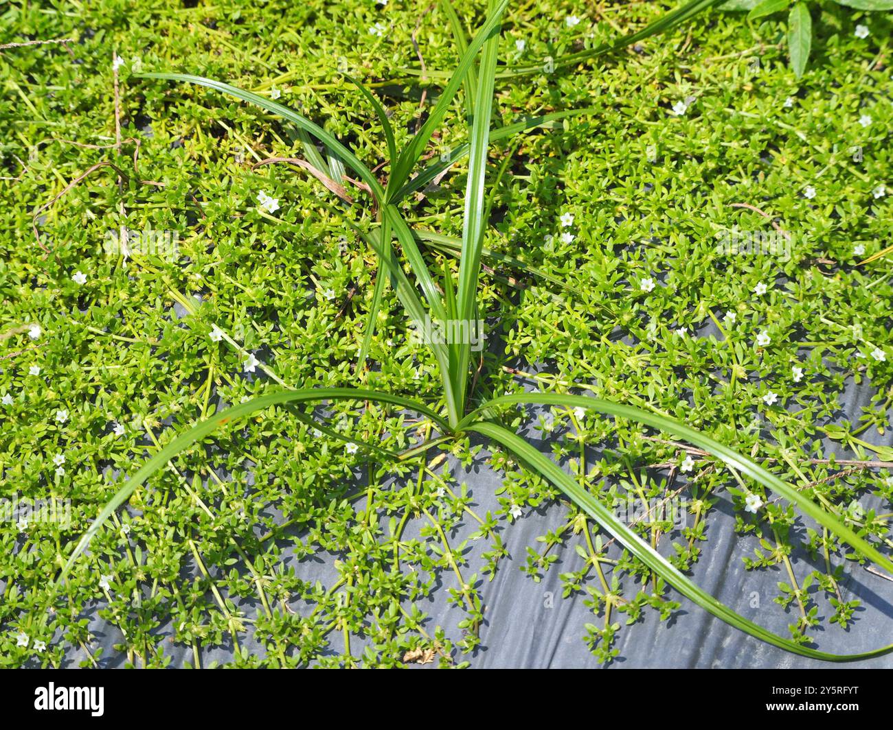 Purple nutsedge (Cyperus rotundus) Plantae Stock Photo - Alamy