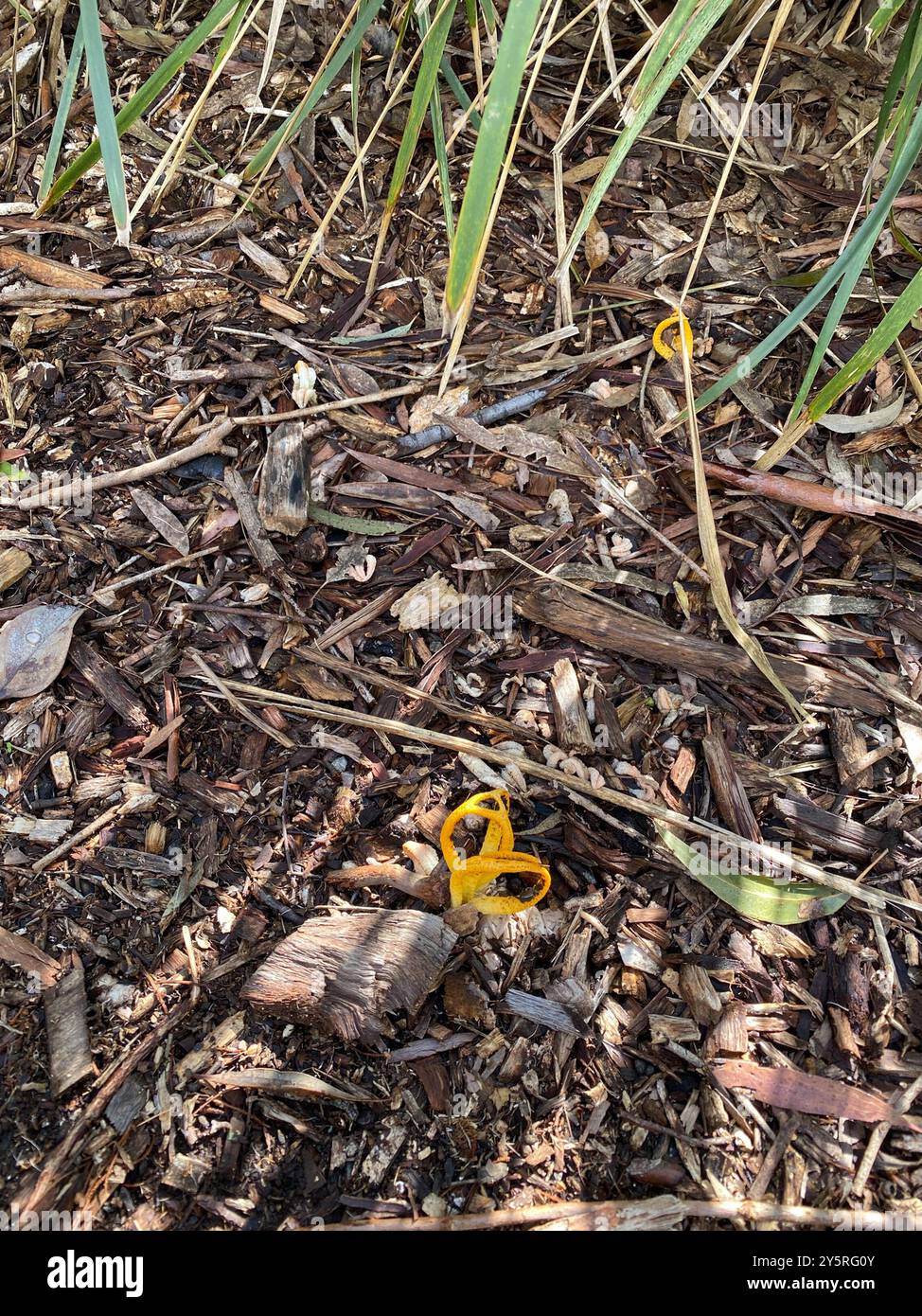stinky squid (Pseudocolus fusiformis) Fungi Stock Photo - Alamy