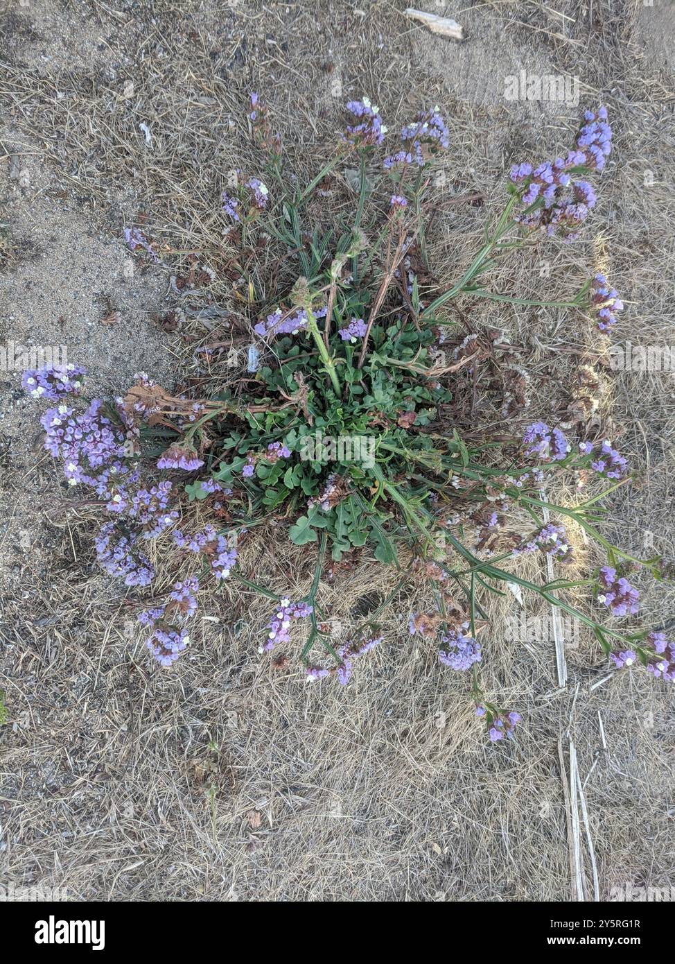 Blue statice (Limonium sinuatum) Plantae Stock Photo - Alamy