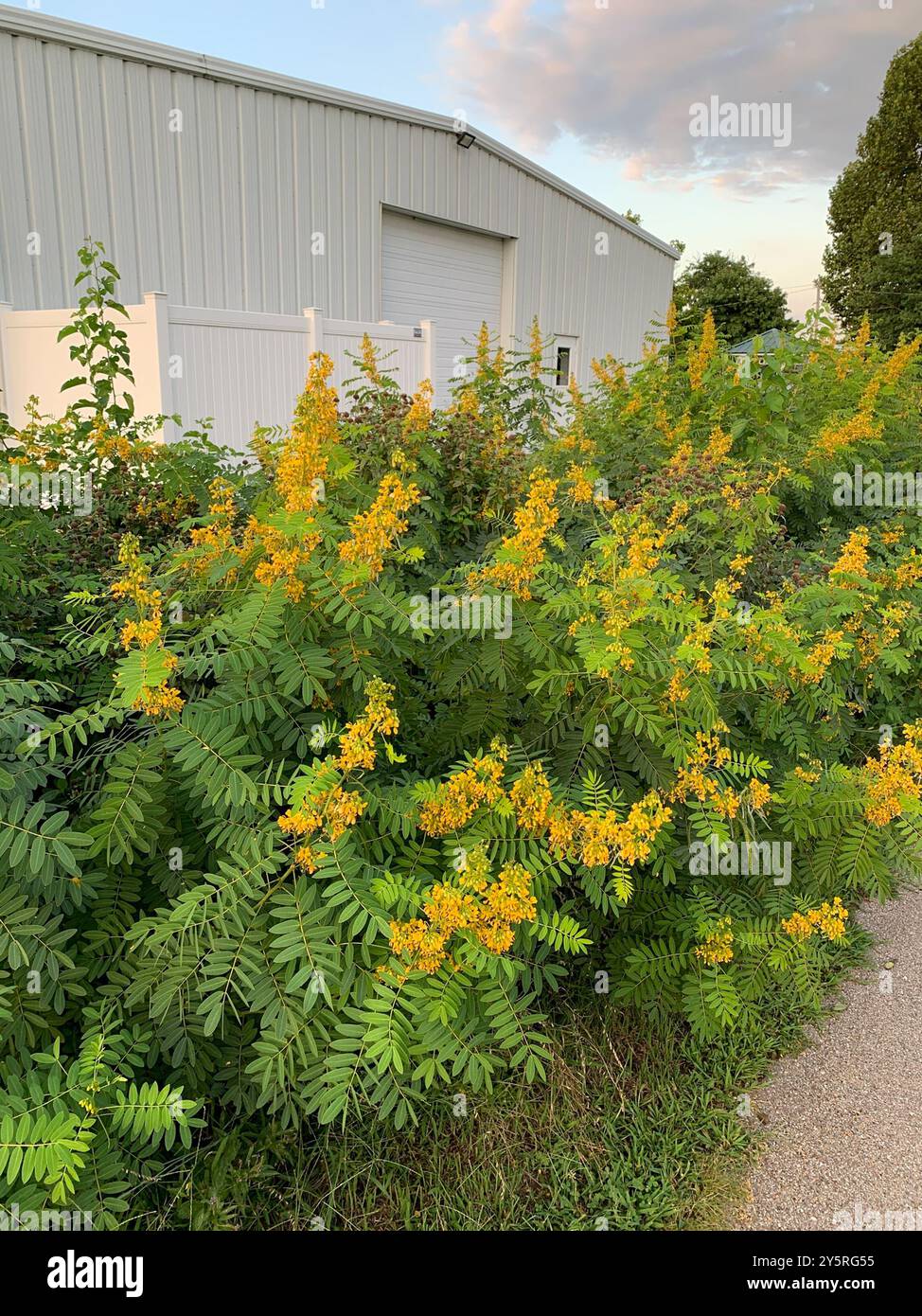 American senna (Senna hebecarpa) Plantae Stock Photo - Alamy