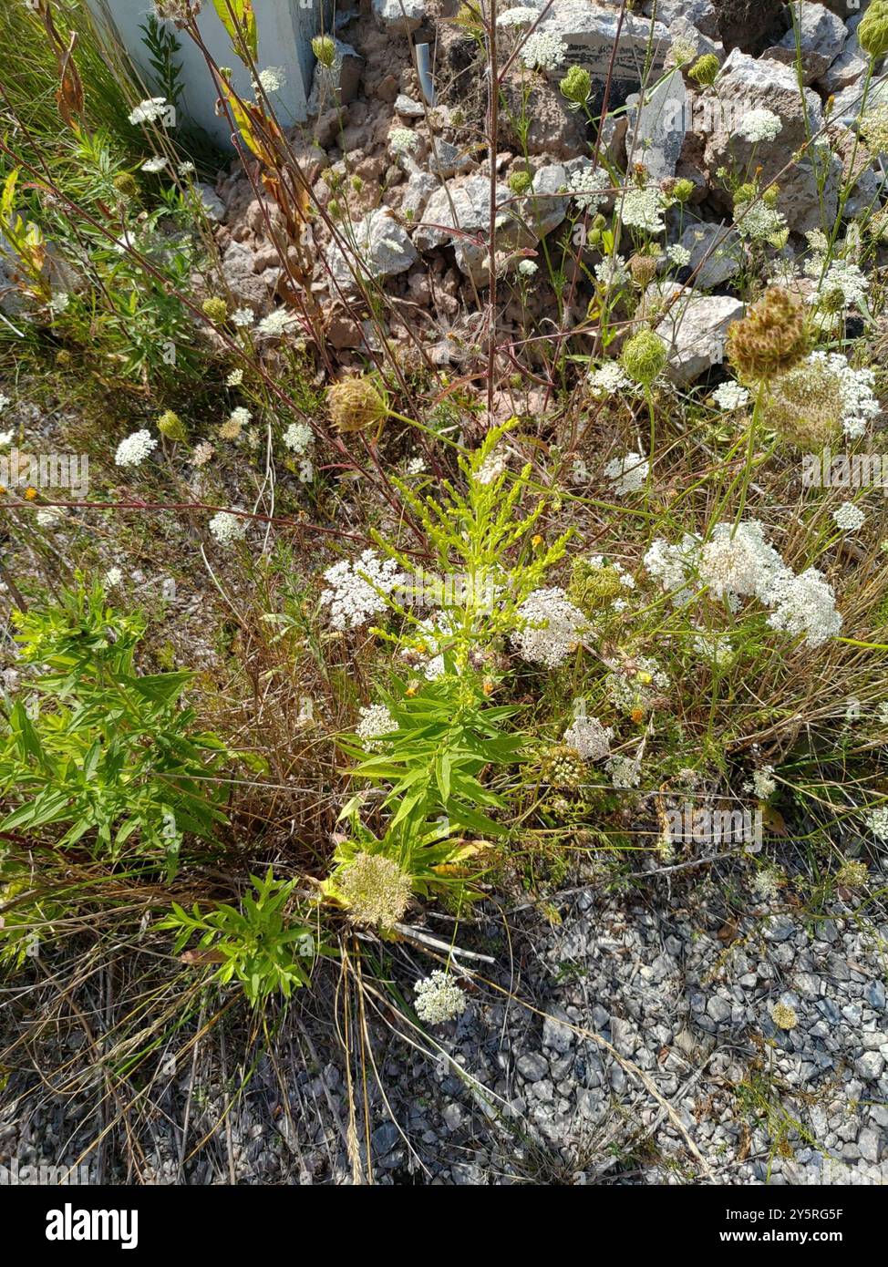 vascular plants (Tracheophyta) Plantae Stock Photo - Alamy